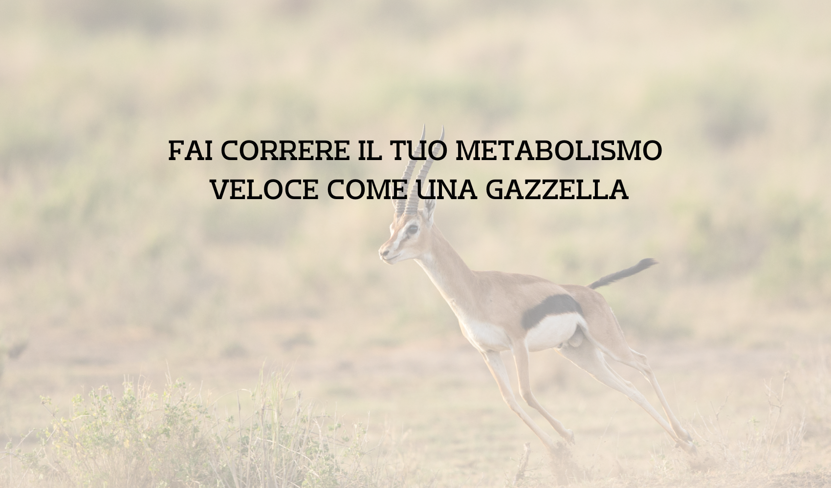 Il Manuale della Gazzella